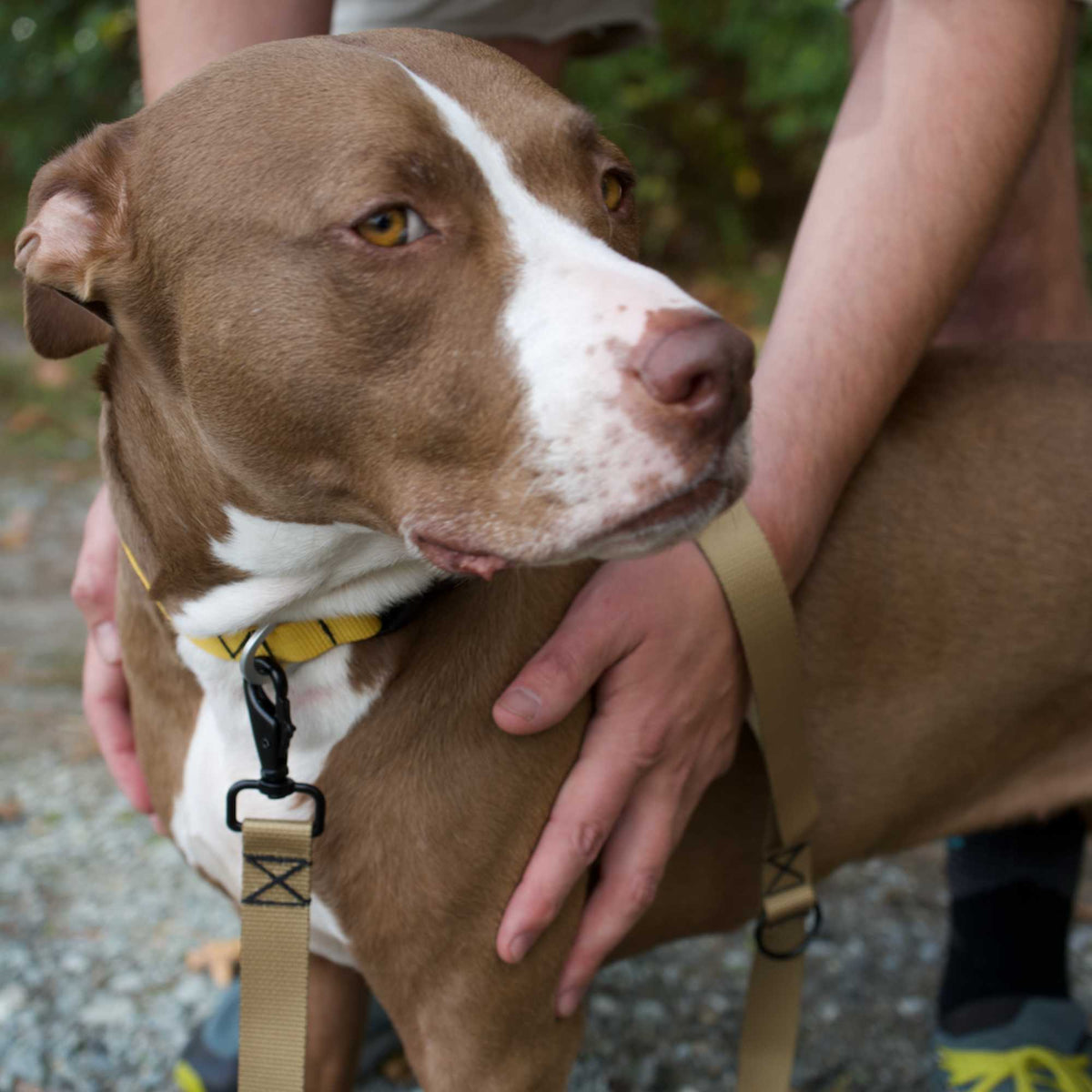 DIY Dog Leash Kit | Make Your Own - Ripstop by the Roll
